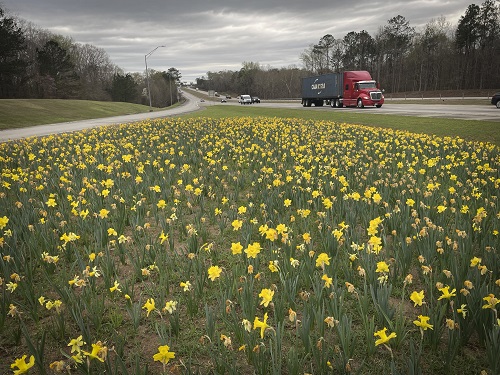 AASHTO Journal - NCDOT Highway Right-of-Ways Win Wildflower Awards